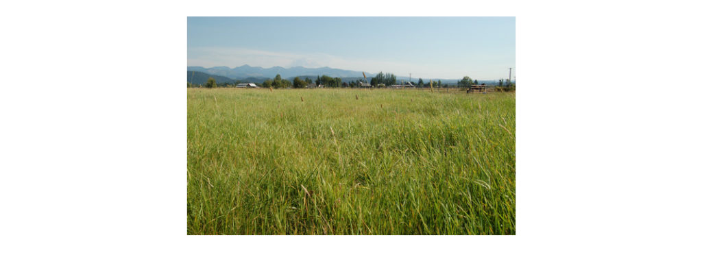 Why Your Horse Pasture Needs Lime - - The Northwest Horse Source