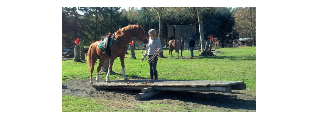 Riding Well Grounded - Slow Down for Success - Riding Well Grounded ...