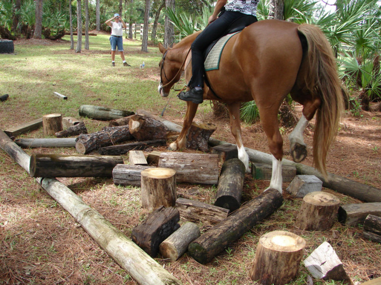 Mastering Log Obstacles - - The Northwest Horse Source