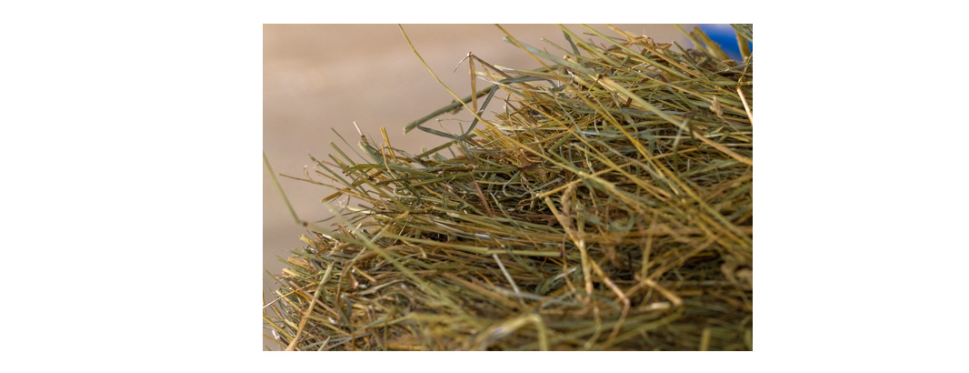 Six Signs of Good Quality Horse Hay - - The Northwest Horse Source