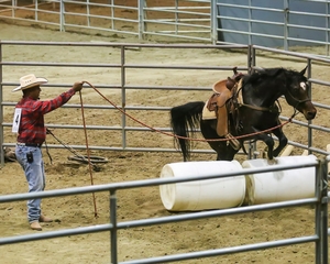 Colt Starting Challenge USA - - The Northwest Horse Source
