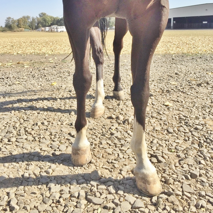 What the Horse? Back to Work After Injury - What the Horse? - The ...