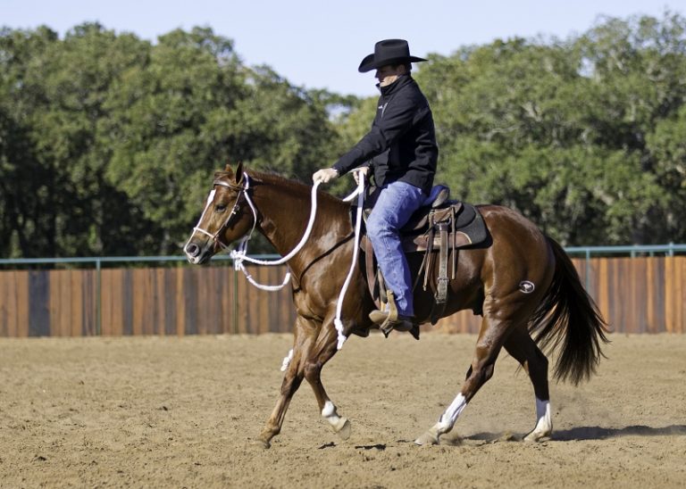 Colt Starting Success Tips - - The Northwest Horse Source