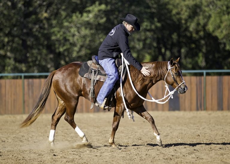 Colt Starting Success Tips - - The Northwest Horse Source