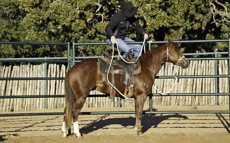 Colt Starting Success Tips - - The Northwest Horse Source