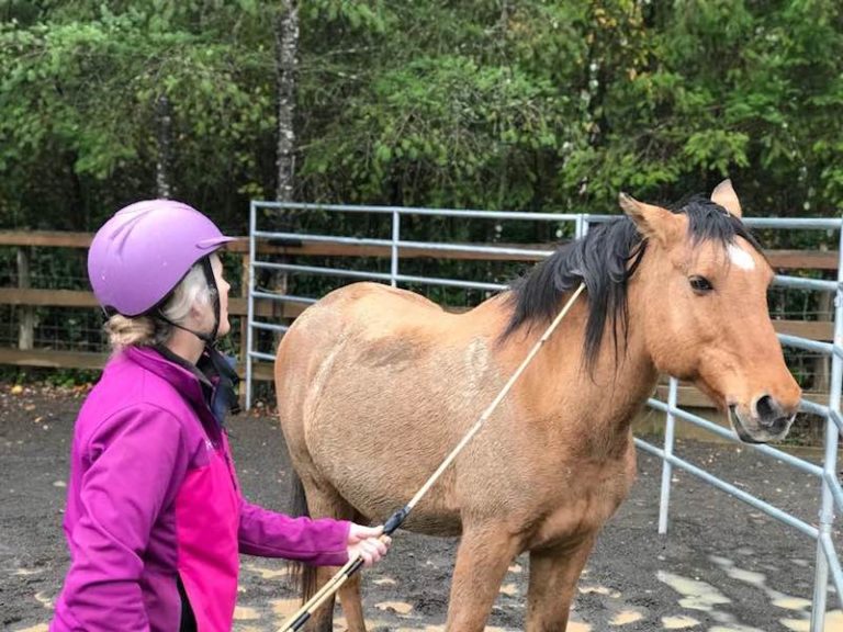 The First Steps with Your Mustang - - The Northwest Horse Source