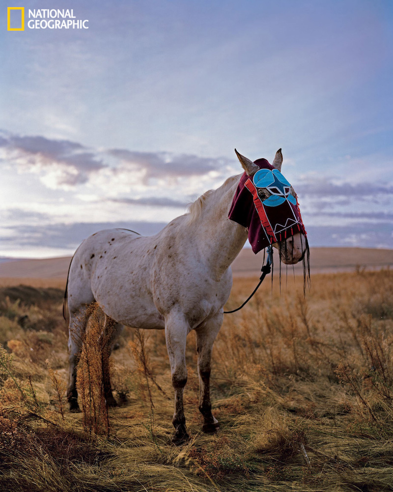 The Horse in Native American History - - The Northwest Horse Source