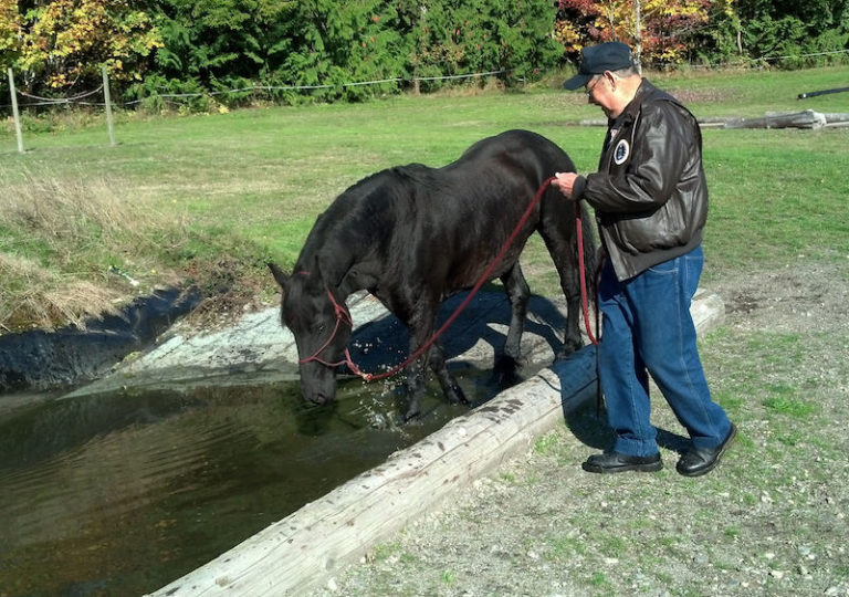 Riding Well Grounded - The Alpha Application - Riding Well Grounded ...