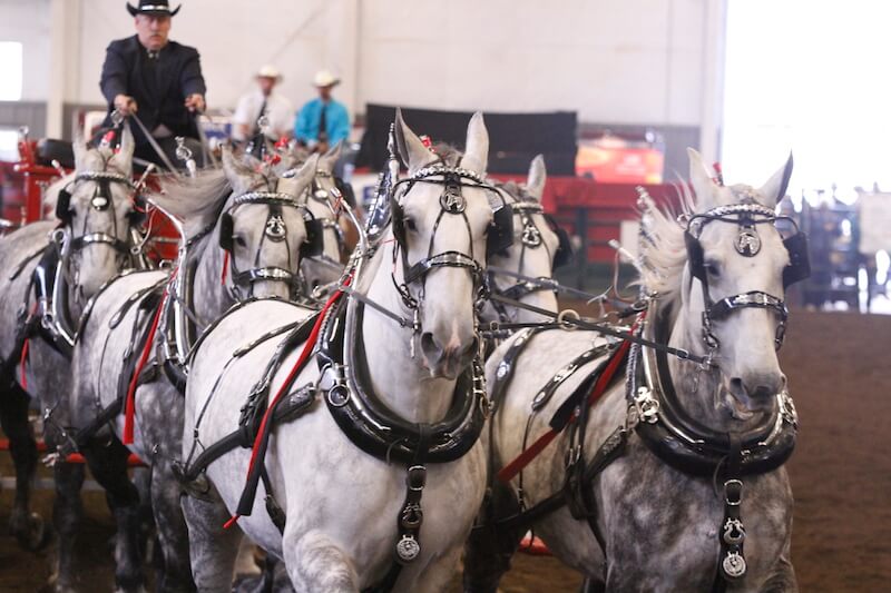 Lynden Horse Expo - In Photos - - The Northwest Horse Source