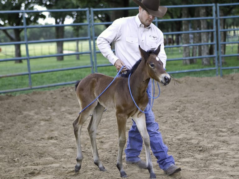 Foal Training Success Tips – The Northwest Horse Source