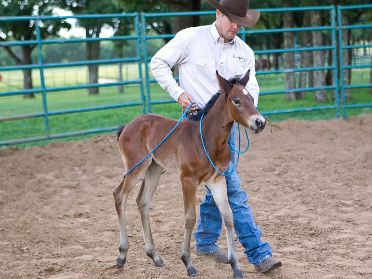 Foal Training Success Tips – The Northwest Horse Source