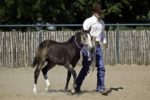 Foal Training Success Tips – The Northwest Horse Source