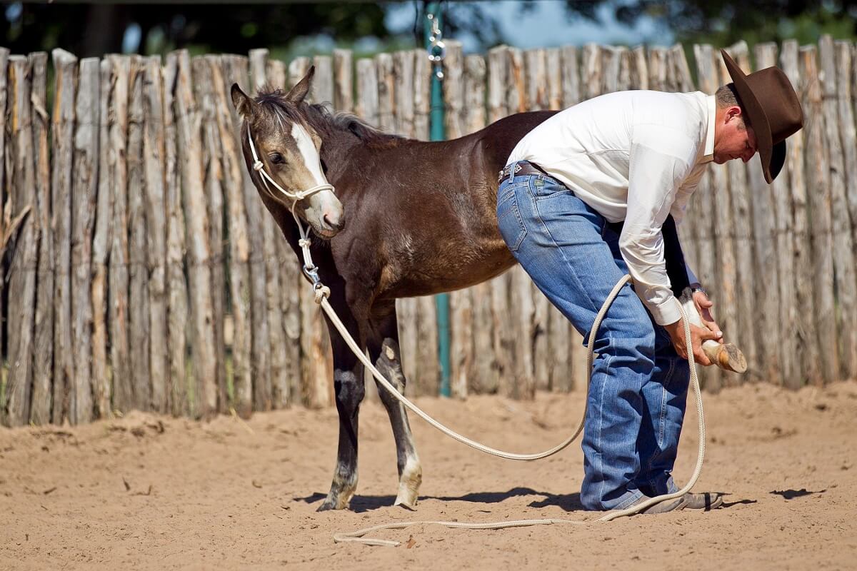 Foal Training Success Tips – The Northwest Horse Source