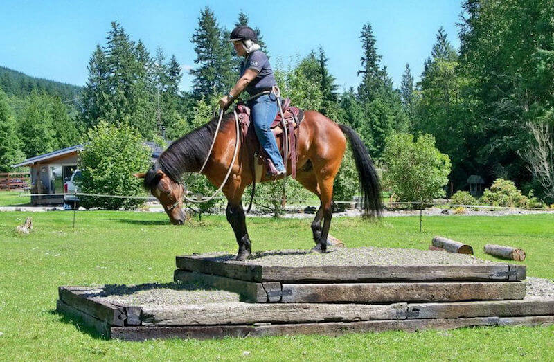 Riding Well Grounded - Riding Well Grounded - The Northwest Horse Source