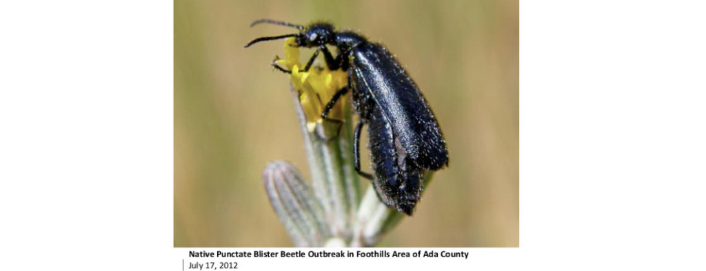 Blister Beetles in the Pacific Northwest: Part 2 - - The Northwest ...