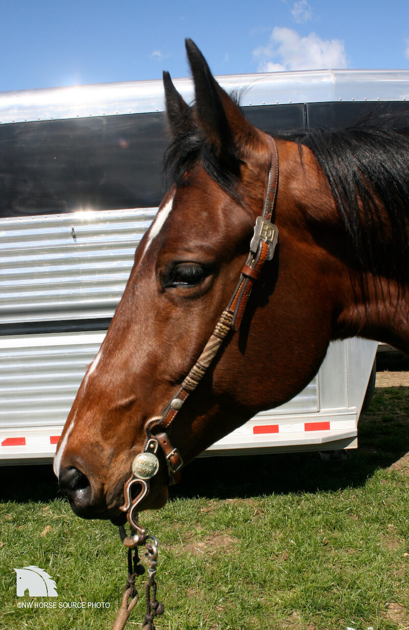 Tack for Cowhorse Competition - - The Northwest Horse Source