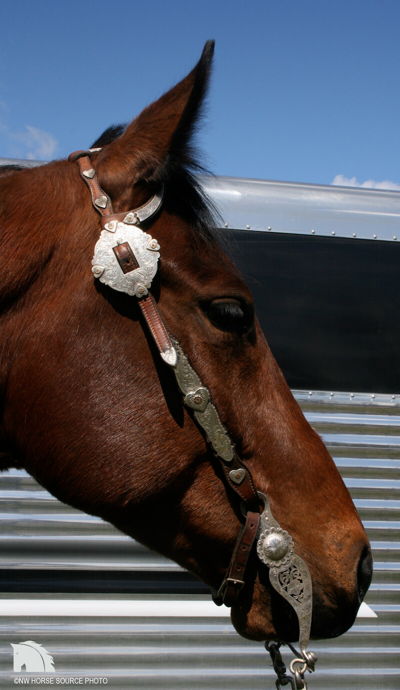 Tack for Cowhorse Competition - - The Northwest Horse Source
