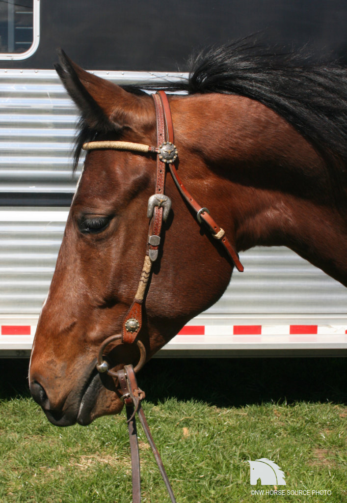 Tack for Cowhorse Competition - - The Northwest Horse Source