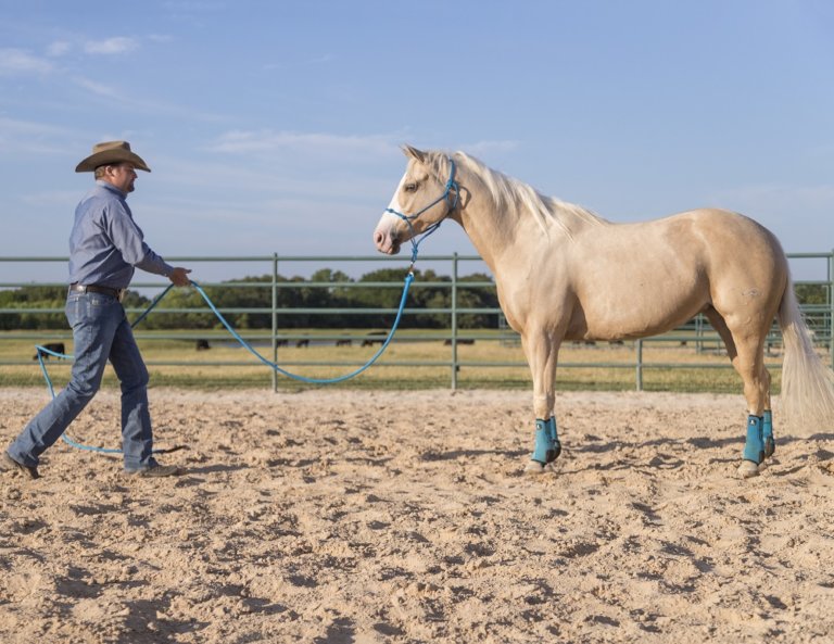 Four Ways to Up Your Groundwork Game - - The Northwest Horse Source