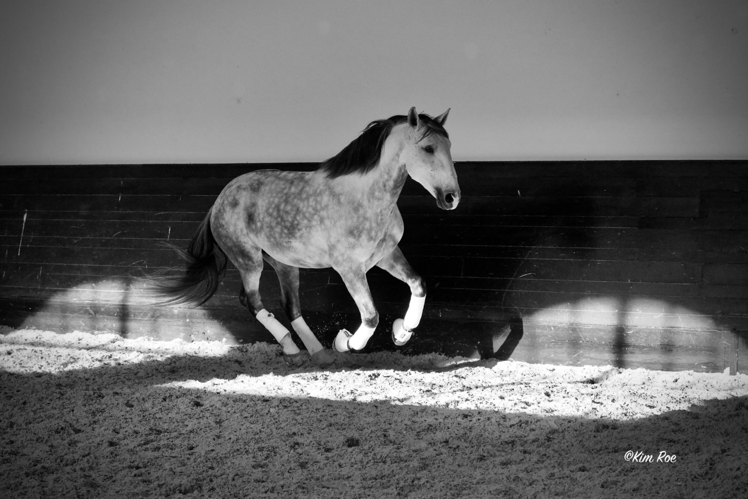 Rhythm of the Gaits - - The Northwest Horse Source