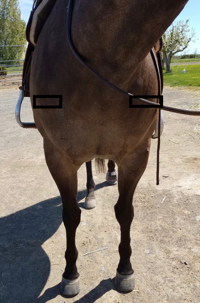 Which Leg is Lame? Part One (of 3) - A Beginners Guide to Breaking Down ...