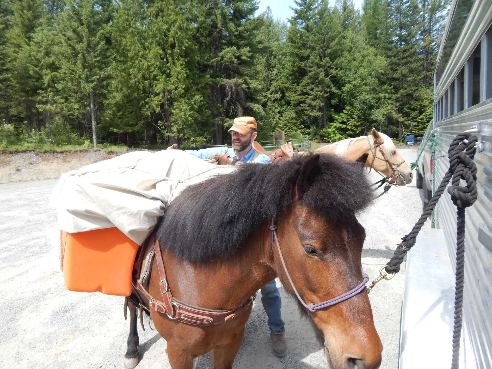 Why Icelandic? - The Virtues of the Icelandic Horse Make a Superb Trail ...