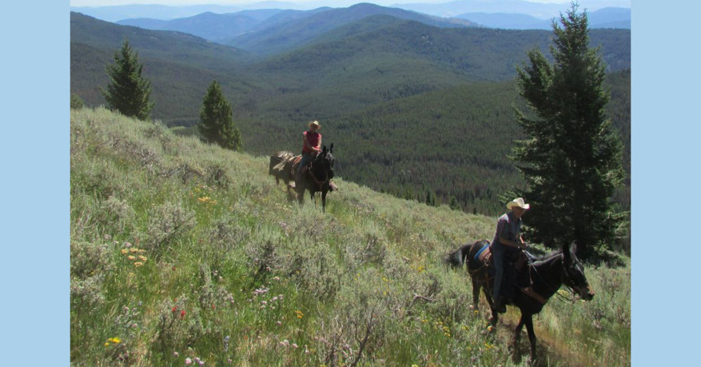 The Misunderstood Mule - Four Common Myths About Mules - - The ...