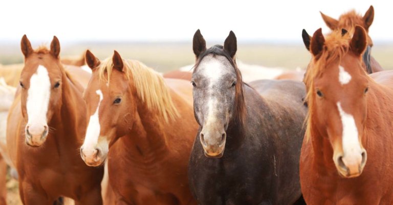 The Unveiling of the Road to the Horse 2020 Remuda - 6666 Ranch ...