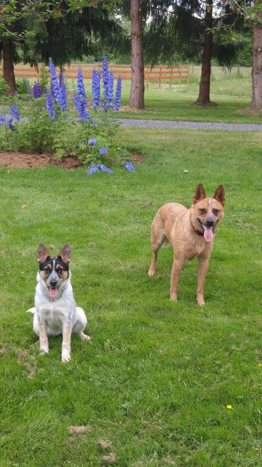 The Best Dog Breeds for Horse Owners - Canine Considerations Should ...