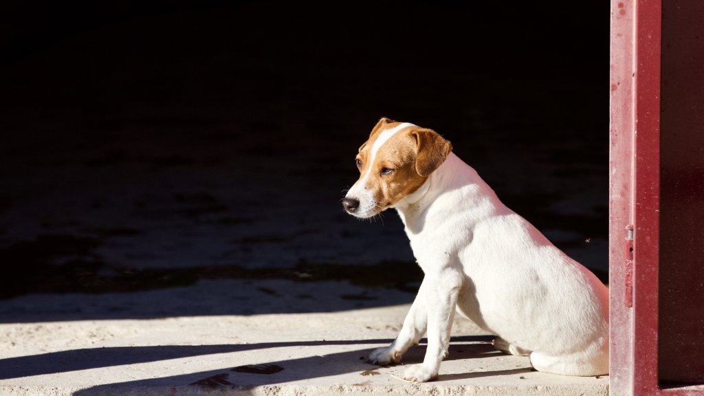 The Best Dog Breeds for Horse Owners - Canine Considerations Should ...