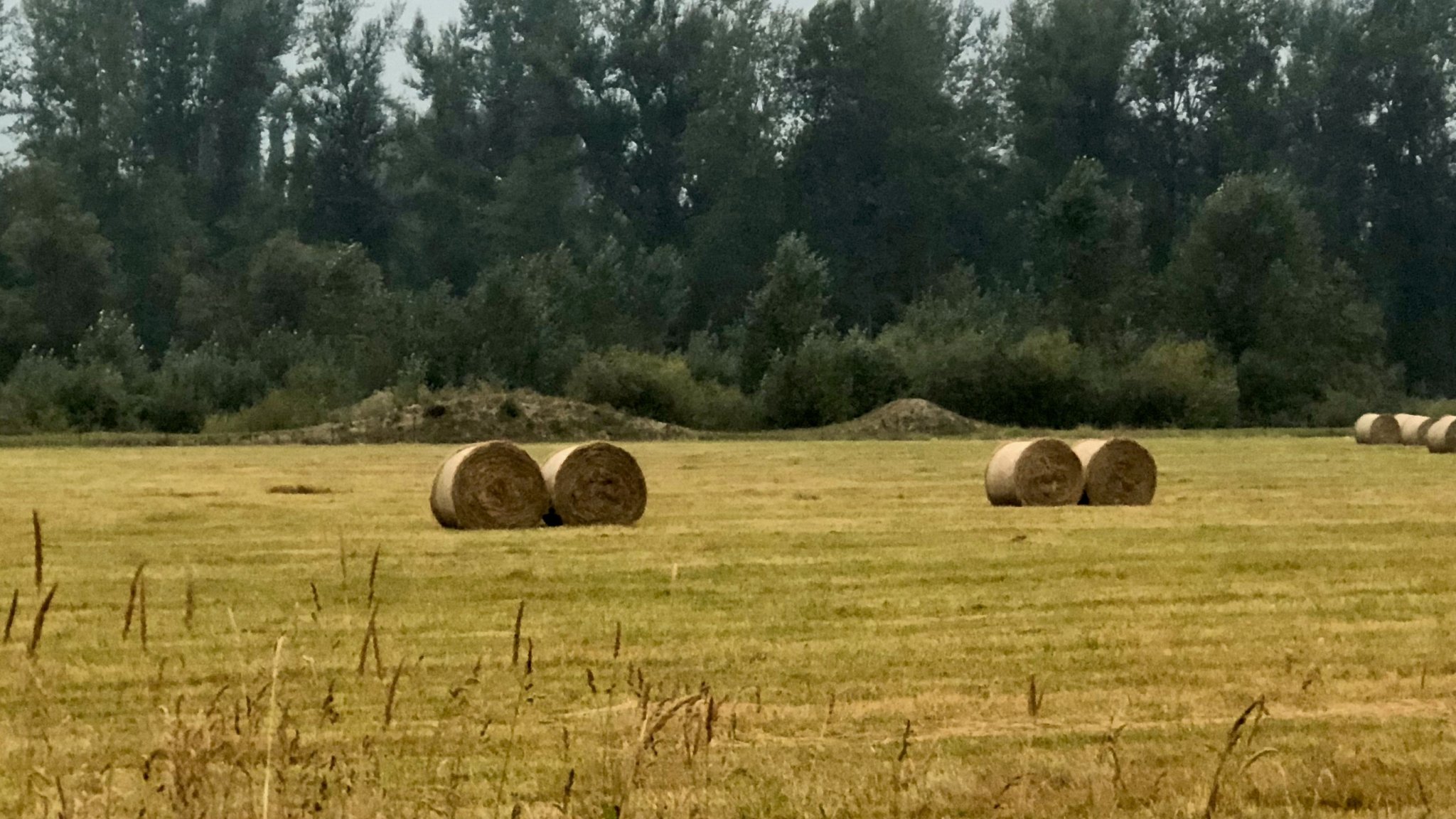 Understanding Hay Quality - Even "Good" Hay Can Have Bad Things in It ...