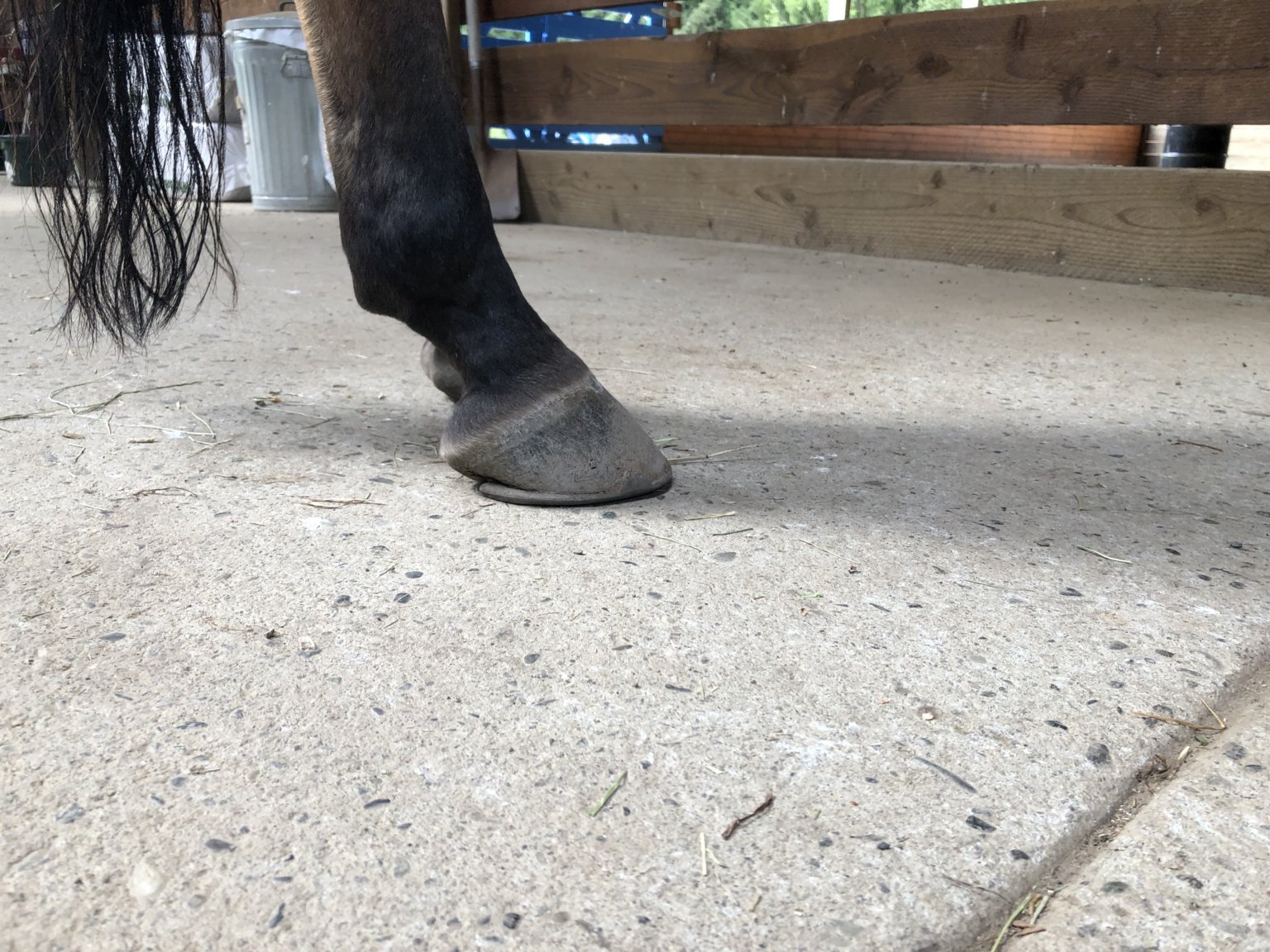 Long Toes, Negative Angles, and Sole Depth - Maintaining Proper Hoof ...