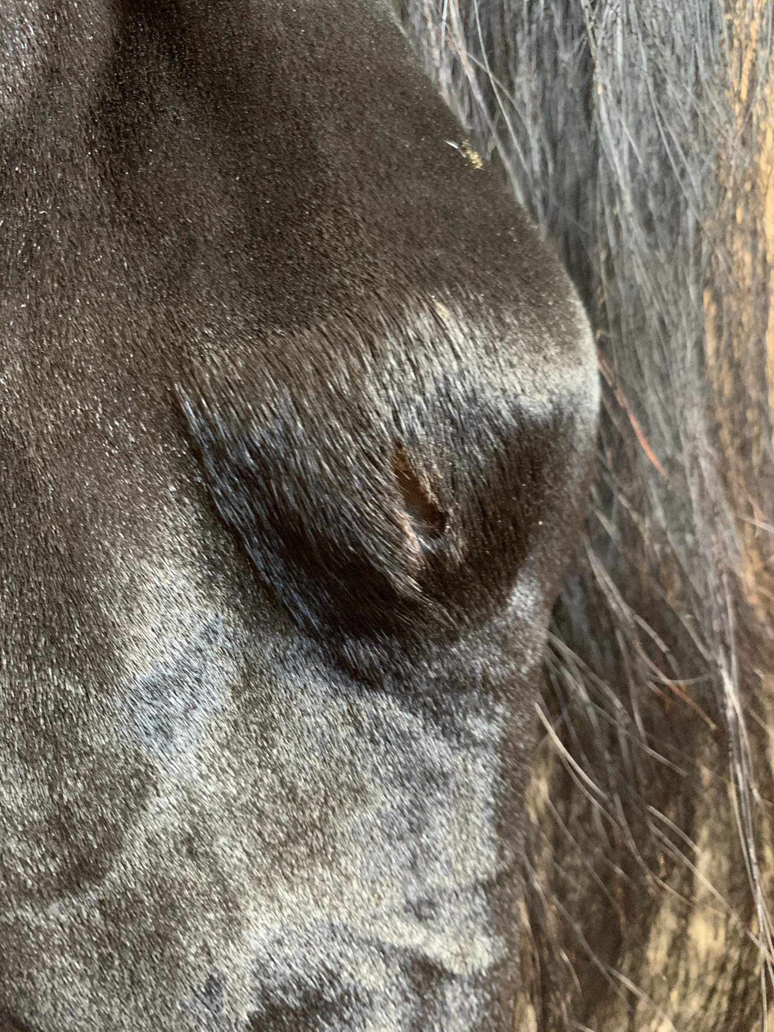 Pesky hock sores nearly healed thanks to innovative flooring. - Horse ...