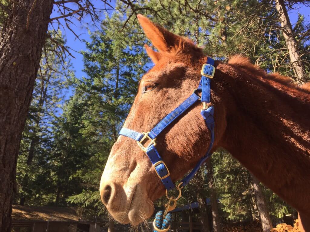 The Essential Halter - The Big Three: Flat, Round, and Special Purpose ...