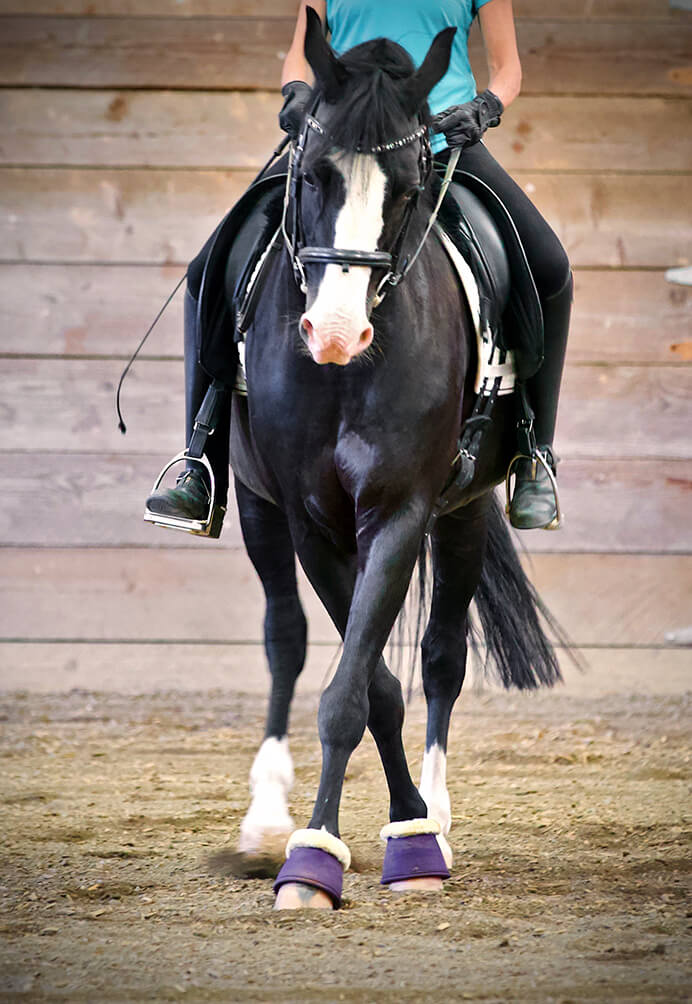 No Bend, No Balance - Use Lateral Work to Train Your Horse to Bend ...