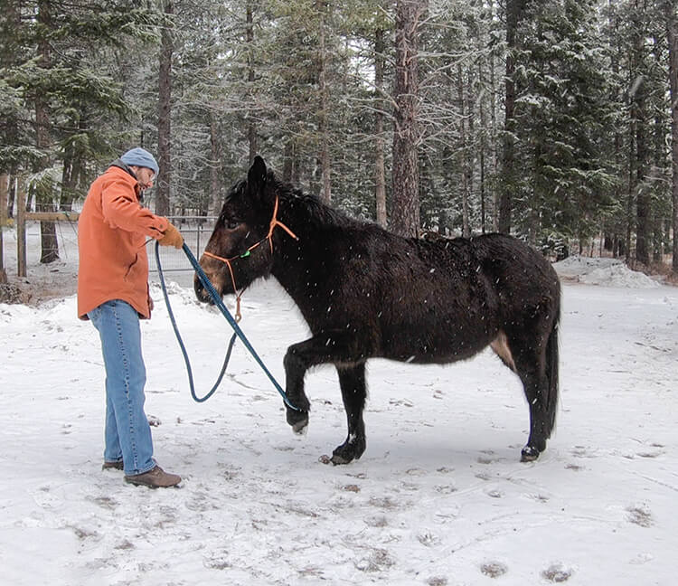 The How and Why of Hobbles - This Restraint Tool is Useful for All ...