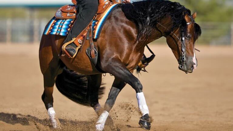 Teton Ridge Presents The Run For A Million - - The Northwest Horse Source