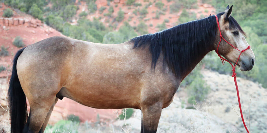 Meet your next horse during the Oklahoma Extreme Mustang Makeover ...