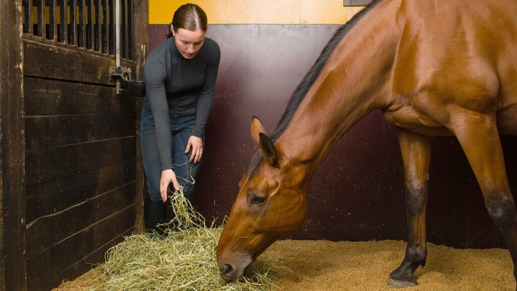Q&A with an Equine Nutritionist - Ensure Your Horse’s Nutritional Needs ...