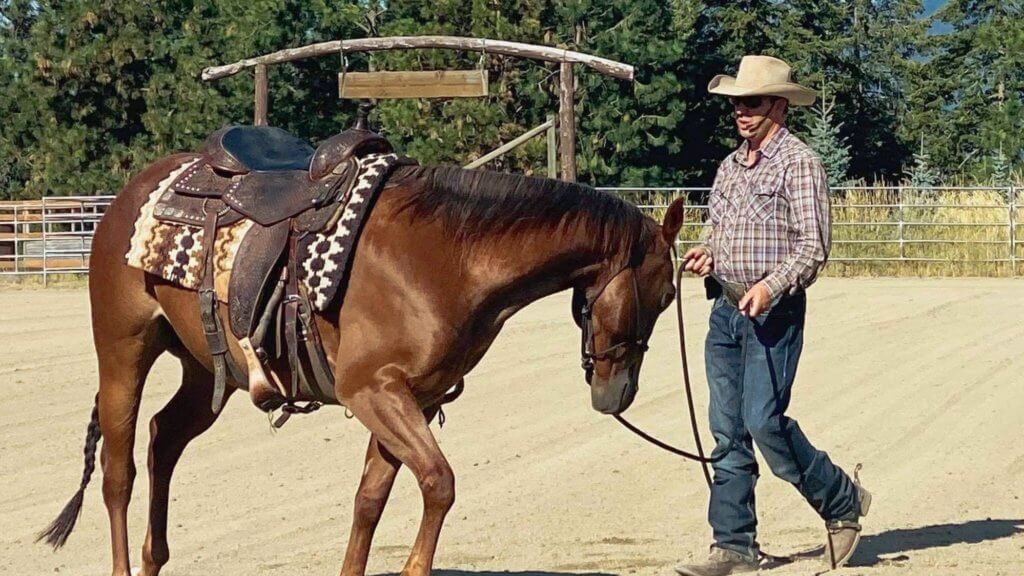 Try to Try versus Try to Quit - Set Your Horse Up to Find the Correct ...