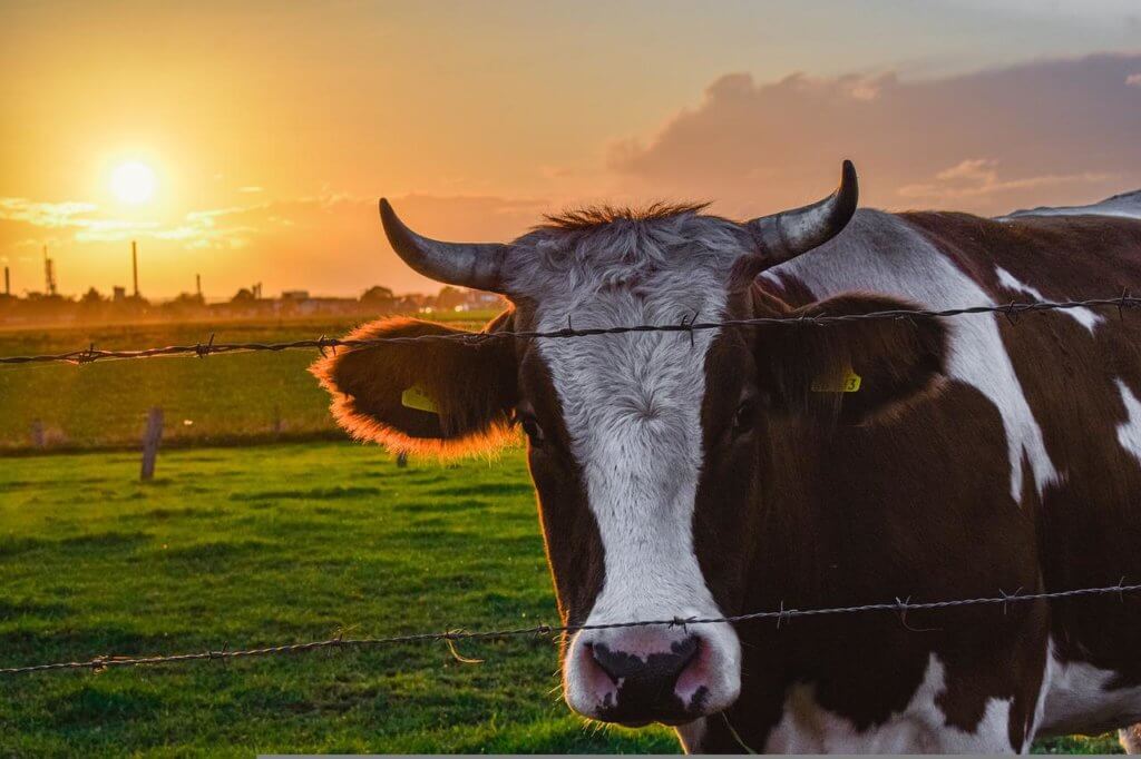 Heat Stress, Part 3: Managing Cattle in Warm Weather - News - The ...