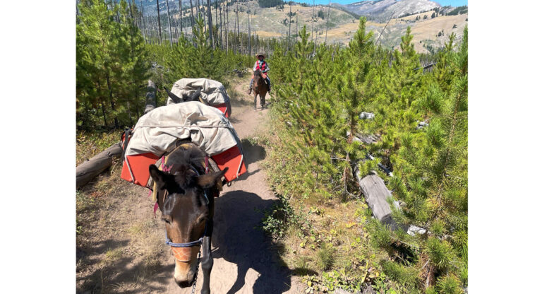 Trail Savvy: You’re Rushing! - Horse Training - The Northwest Horse Source