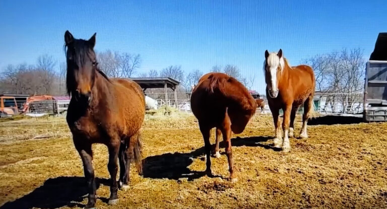 The Northwest Horse Source, for Horse Enthusiasts of all Breeds and ...